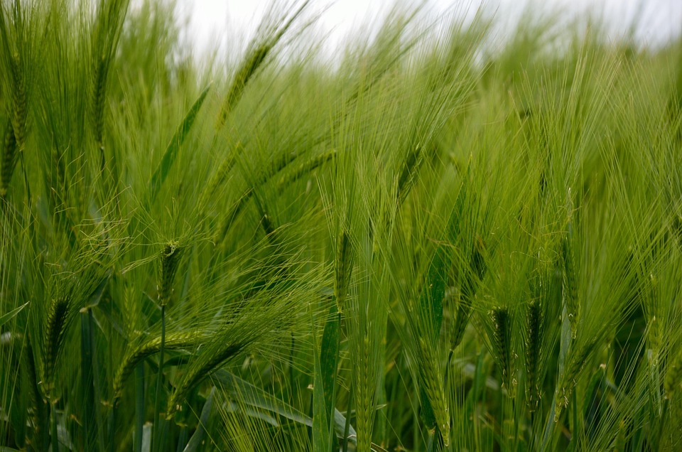 Barley Grain Field - Free photo on Pixabay - Pixabay