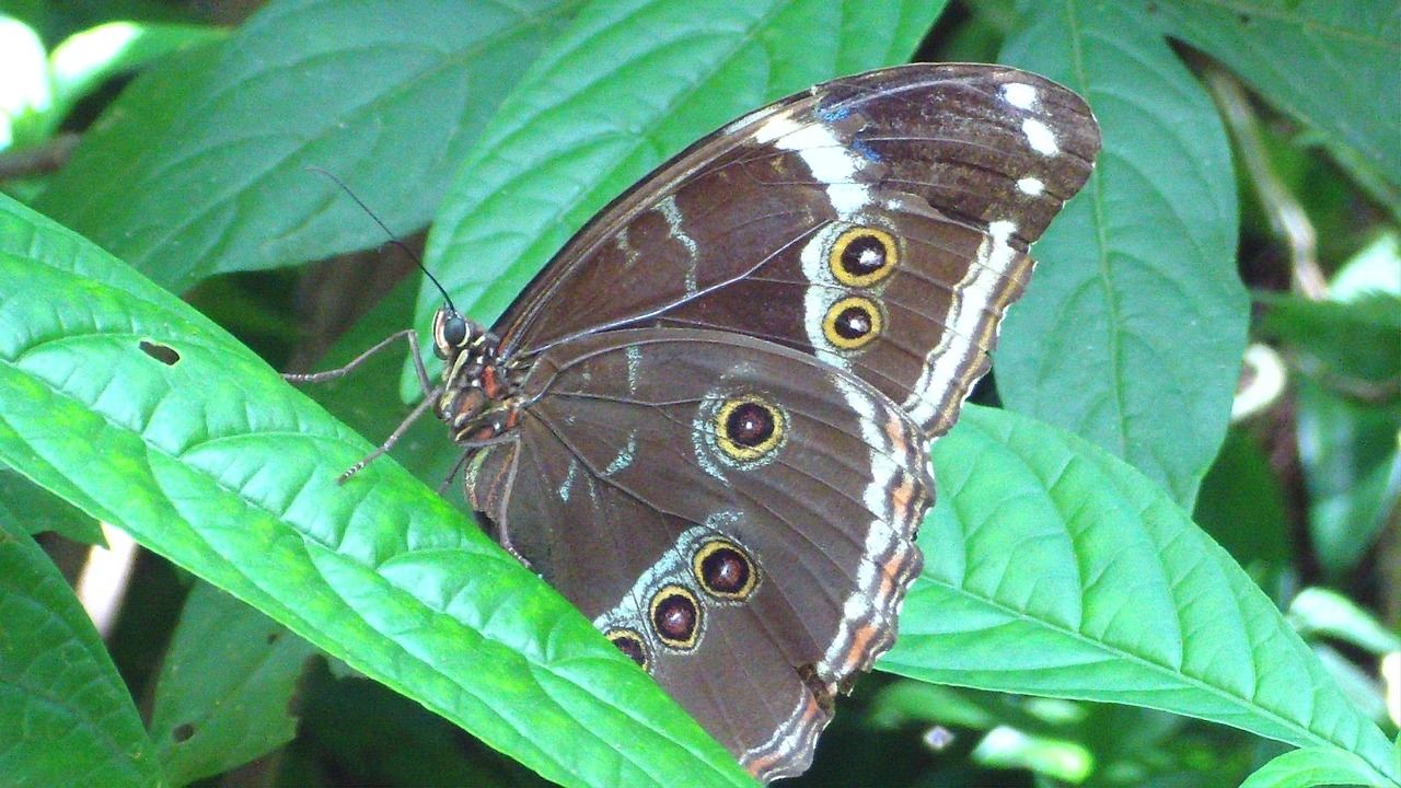 Butterfly Nature Green - Free photo on Pixabay - Pixabay