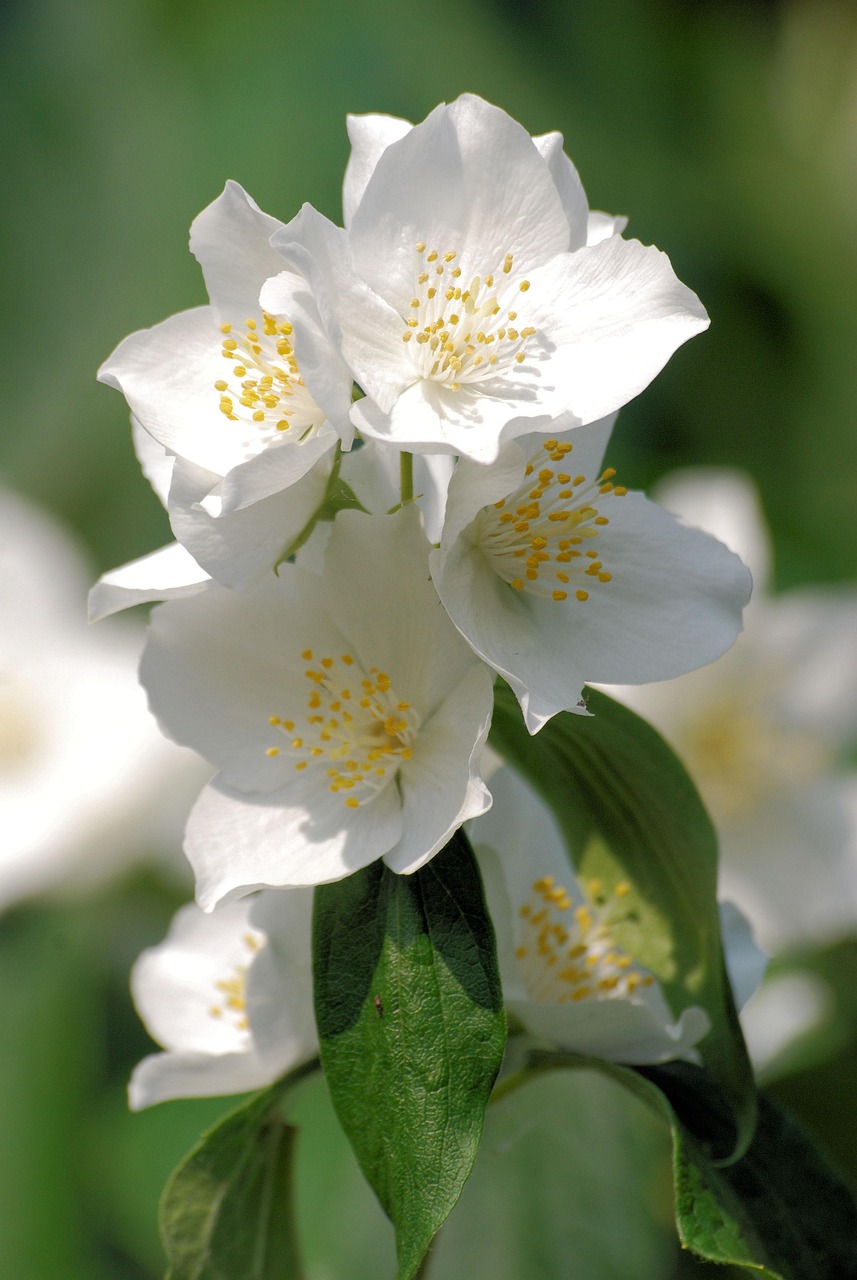 Philadelphus Coronarius Wildflower - Free photo on Pixabay - Pixabay