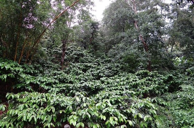20+ Free Coorg & Coffee Plantation Images - Pixabay