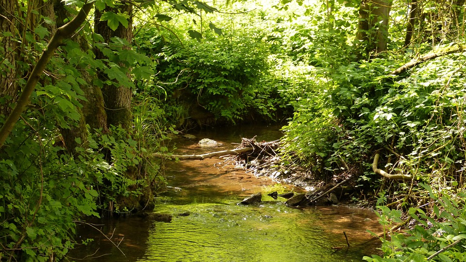 Natur Wasser Bach - Kostenloses Foto auf Pixabay - Pixabay