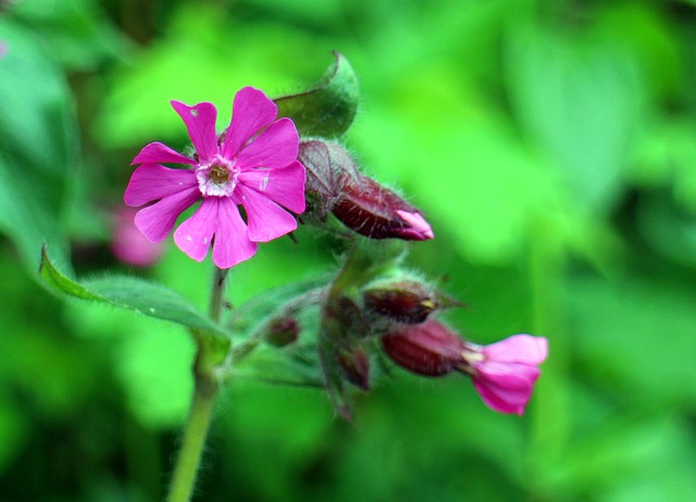 Planta Selvagem Dianthus Cravo - Foto gratuita no Pixabay - Pixabay