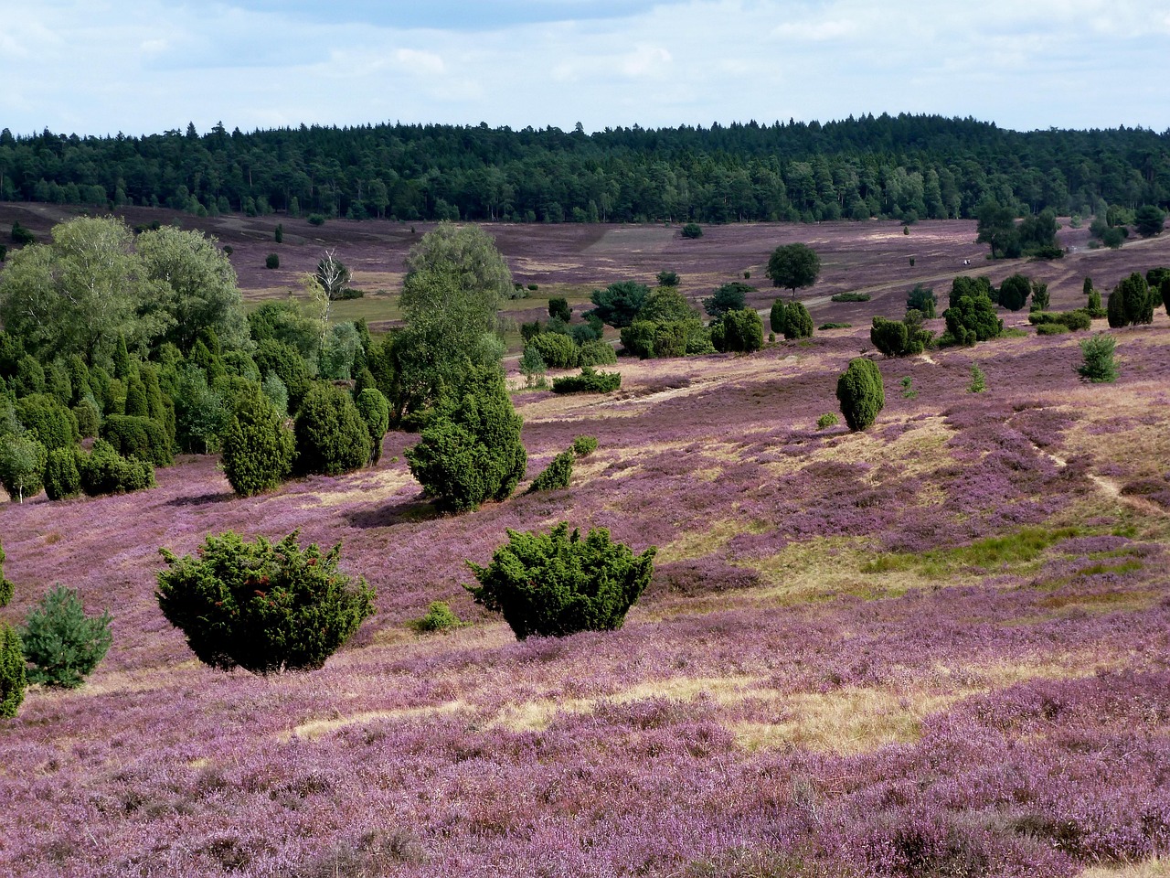 1,000+ Free Heather & Nature Images - Pixabay