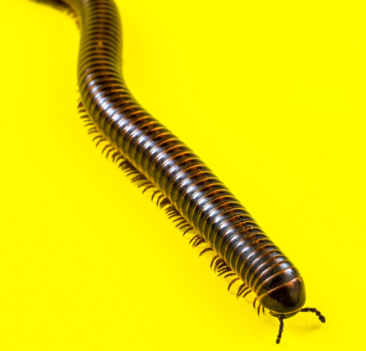 80+ Free Centipede & Millipede Photos - Pixabay