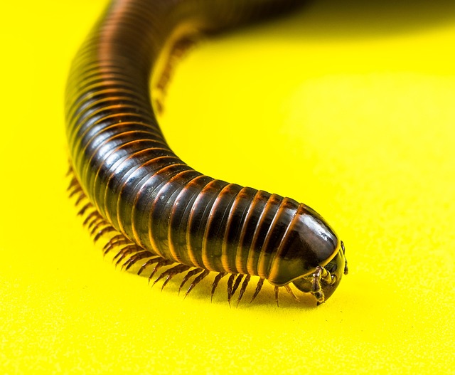 80+ Free Millipede & Centipede Images - Pixabay
