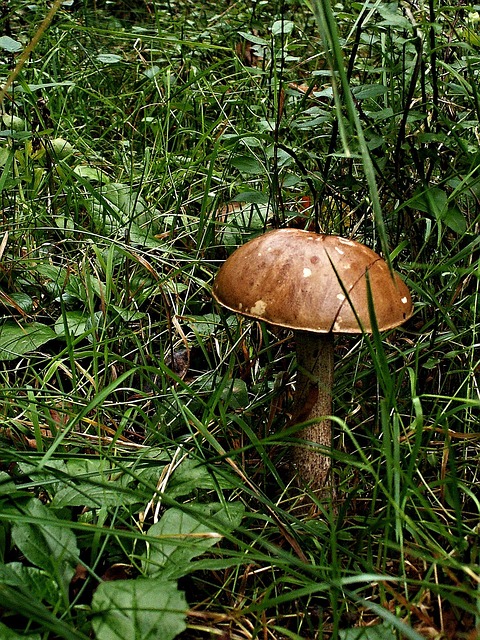 Champignon Bouleau Cosaque Gazon - Photo gratuite sur Pixabay - Pixabay