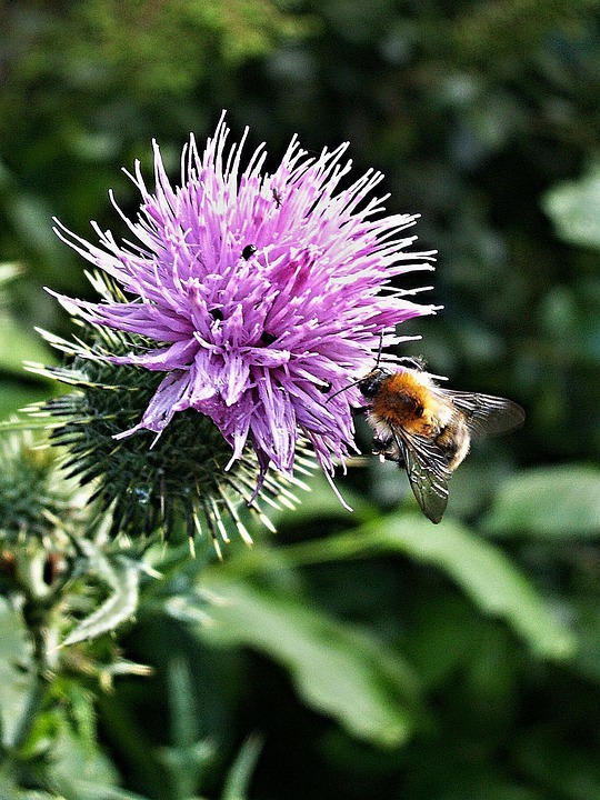 Thistle Bumblebee Bloom Macro - Free photo on Pixabay - Pixabay