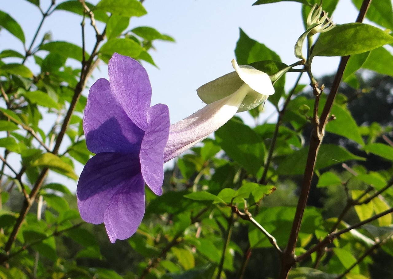 Bush Clock Vine King'S Mantle - Free photo on Pixabay - Pixabay