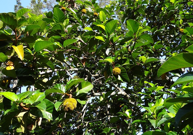 Wild Jack Jungle Tree - Free photo on Pixabay - Pixabay