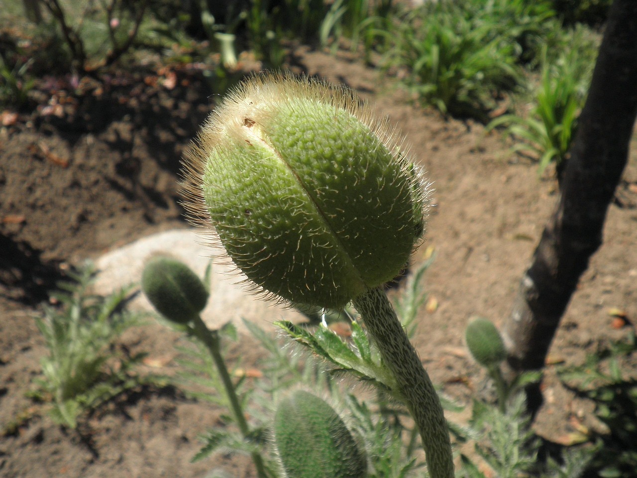 Coquelicot Bourgeon Vert - Photo gratuite sur Pixabay - Pixabay