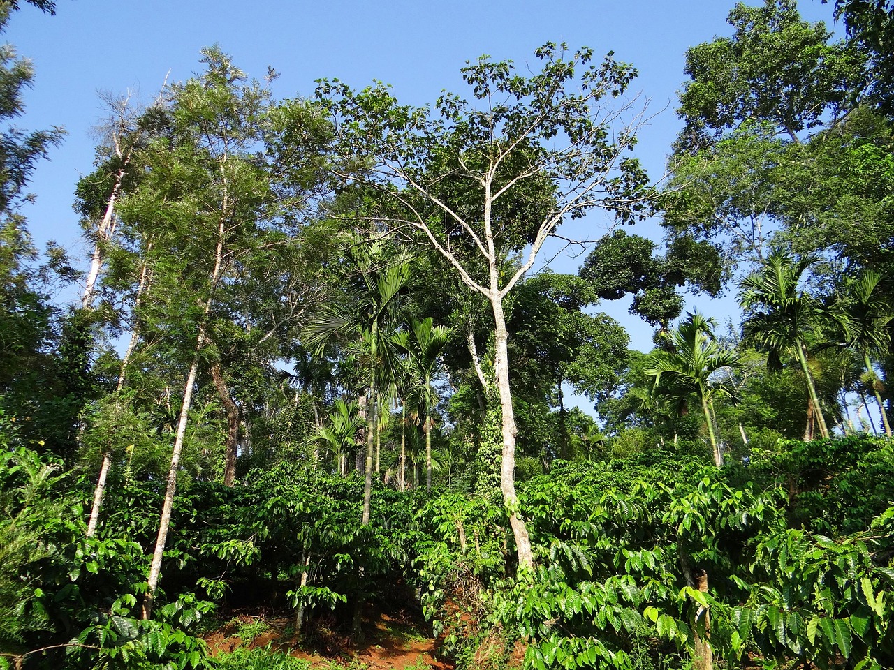 超过 40000 张关于“Coffee Trees”和“咖啡”的免费图片 - Pixabay