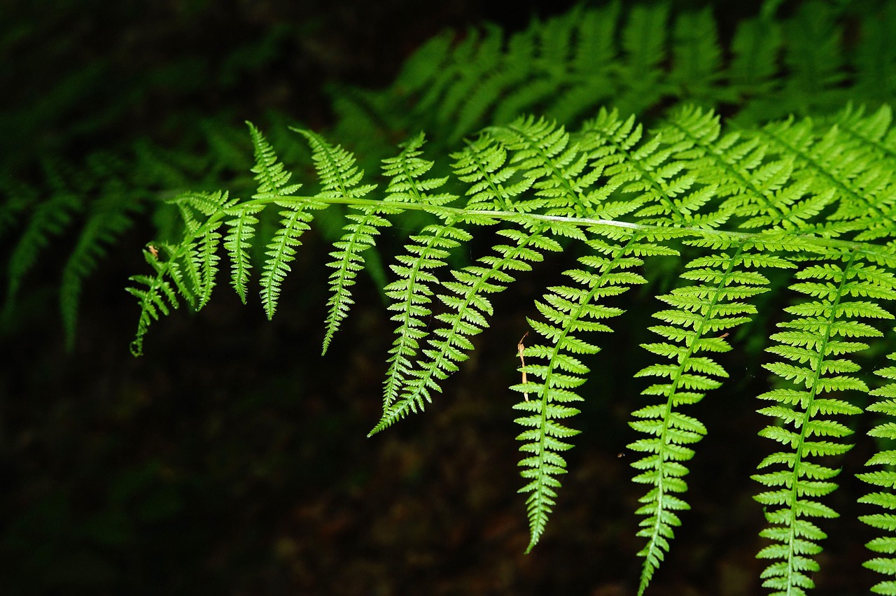 Royal Fern Leaves - Free photo on Pixabay - Pixabay