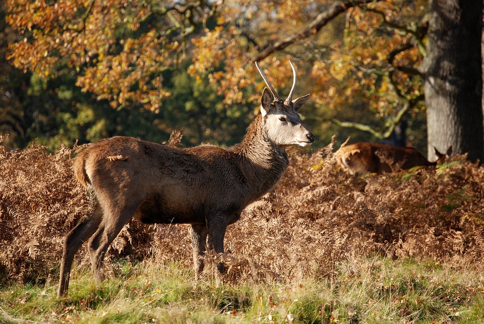 Red Deer Cerf Cervus Elaphus Parc - Photo gratuite sur Pixabay - Pixabay