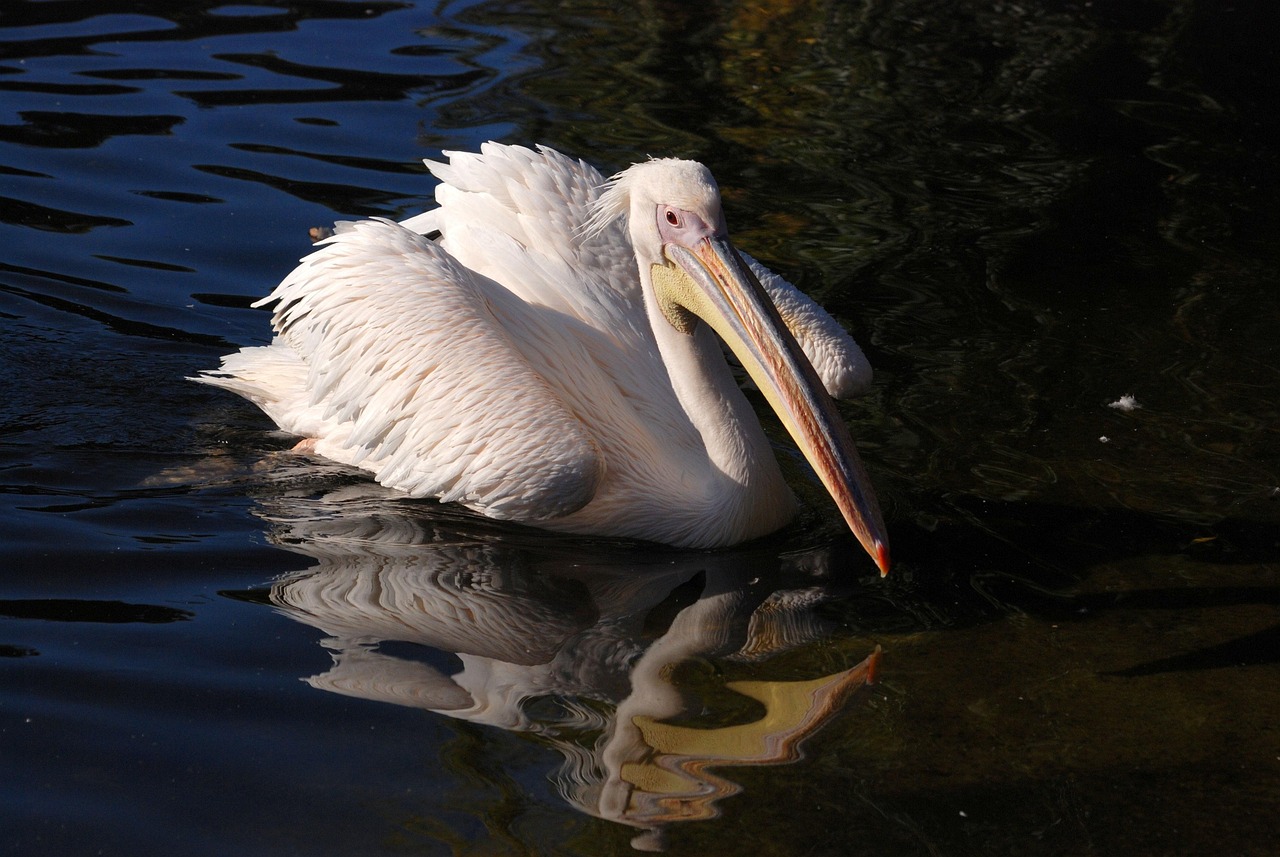 Great White Pelican - Free photo on Pixabay - Pixabay