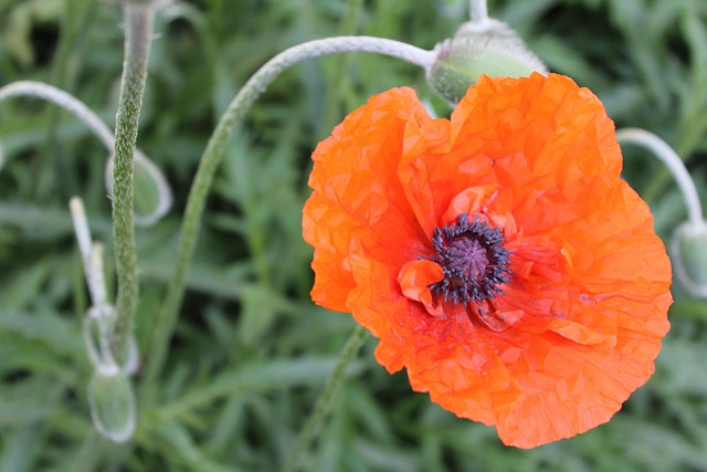 Vallmo Vild Blomma - Gratis foto på Pixabay - Pixabay