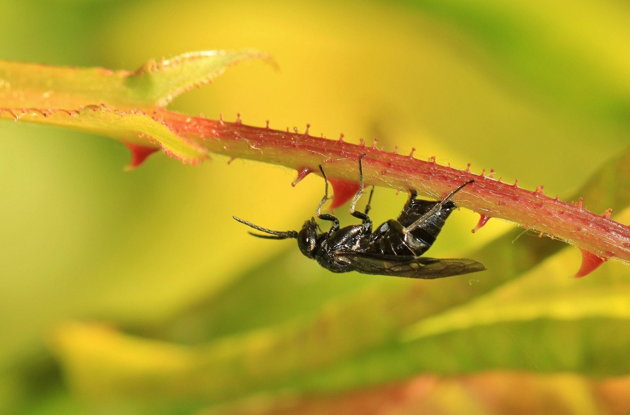 Insecto Macro De Insectos - Foto gratis en Pixabay - Pixabay