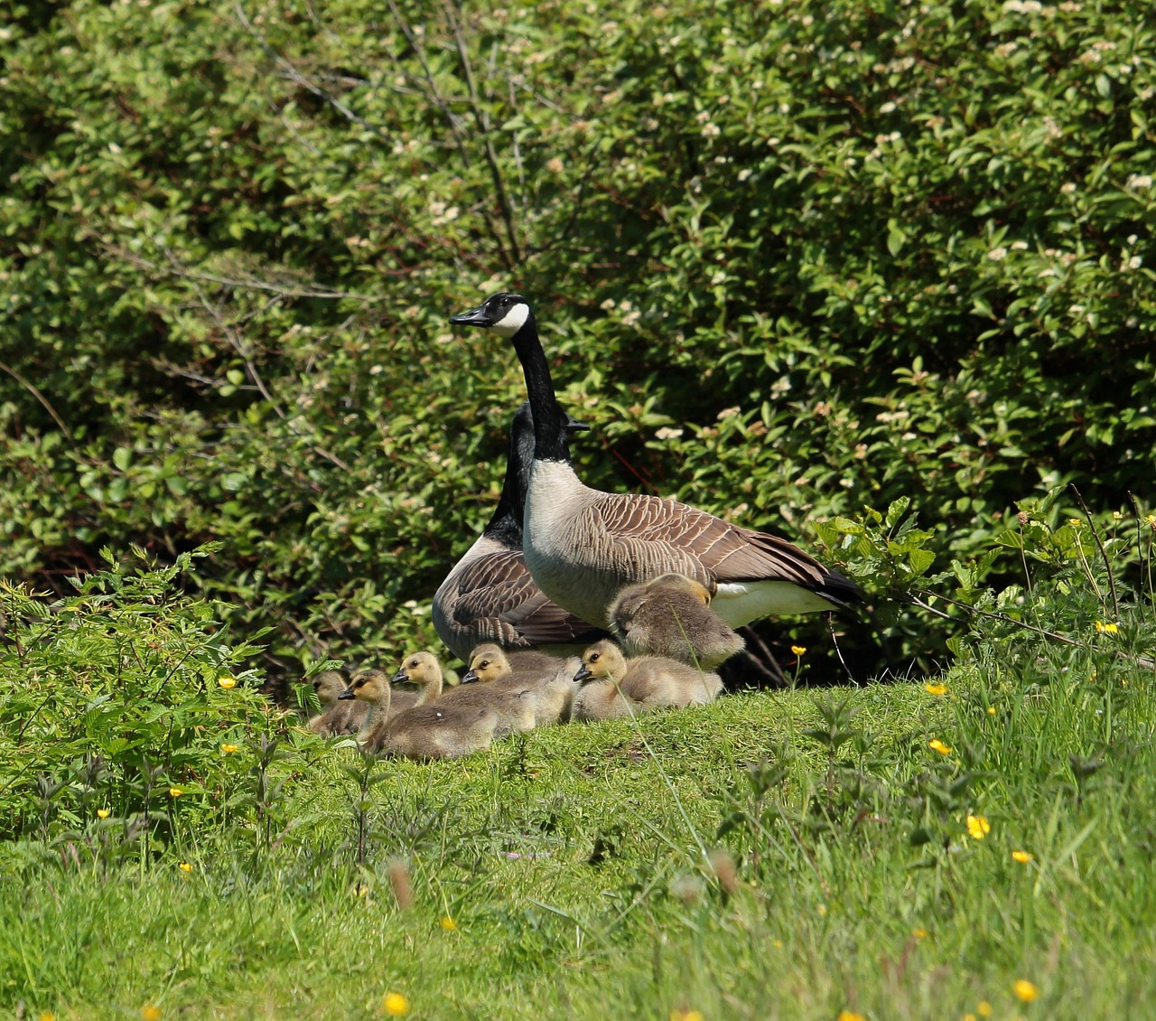 Canada Goose Birds Nature - Free photo on Pixabay