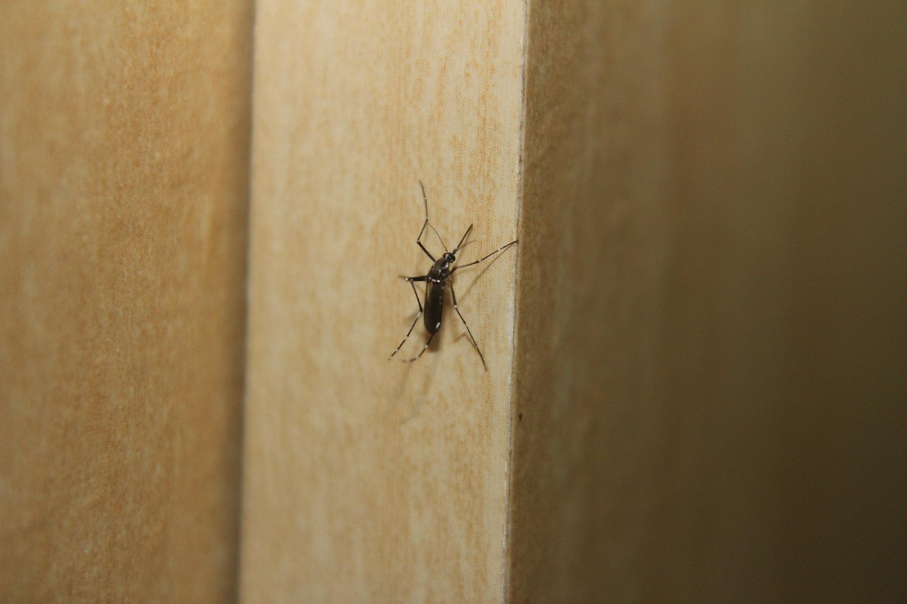 Mosquito Dengue - Foto gratis en Pixabay