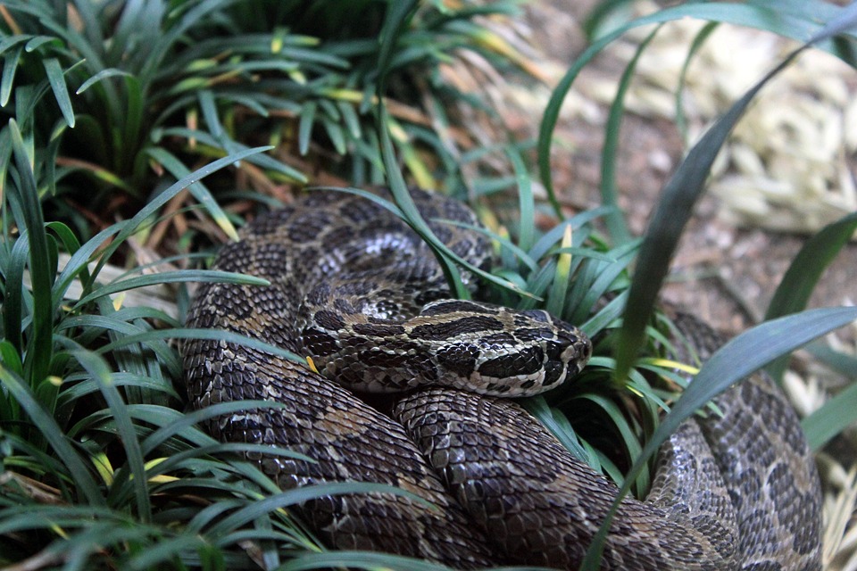Mexican Lance-Headed Rattlesnake - Free photo on Pixabay