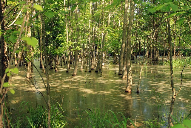 Swamp Usa Missouri Route 66 State - Free photo on Pixabay - Pixabay