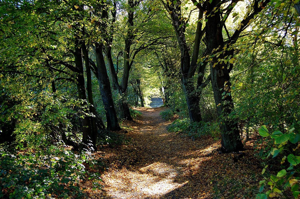 Waldweg Wald Weg - Kostenloses Foto auf Pixabay - Pixabay