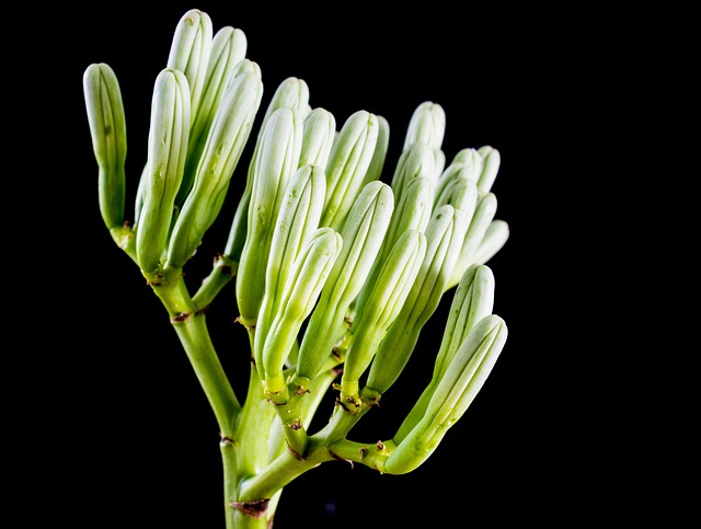 Fleur D'Agave Inflorescence - Photo gratuite sur Pixabay - Pixabay