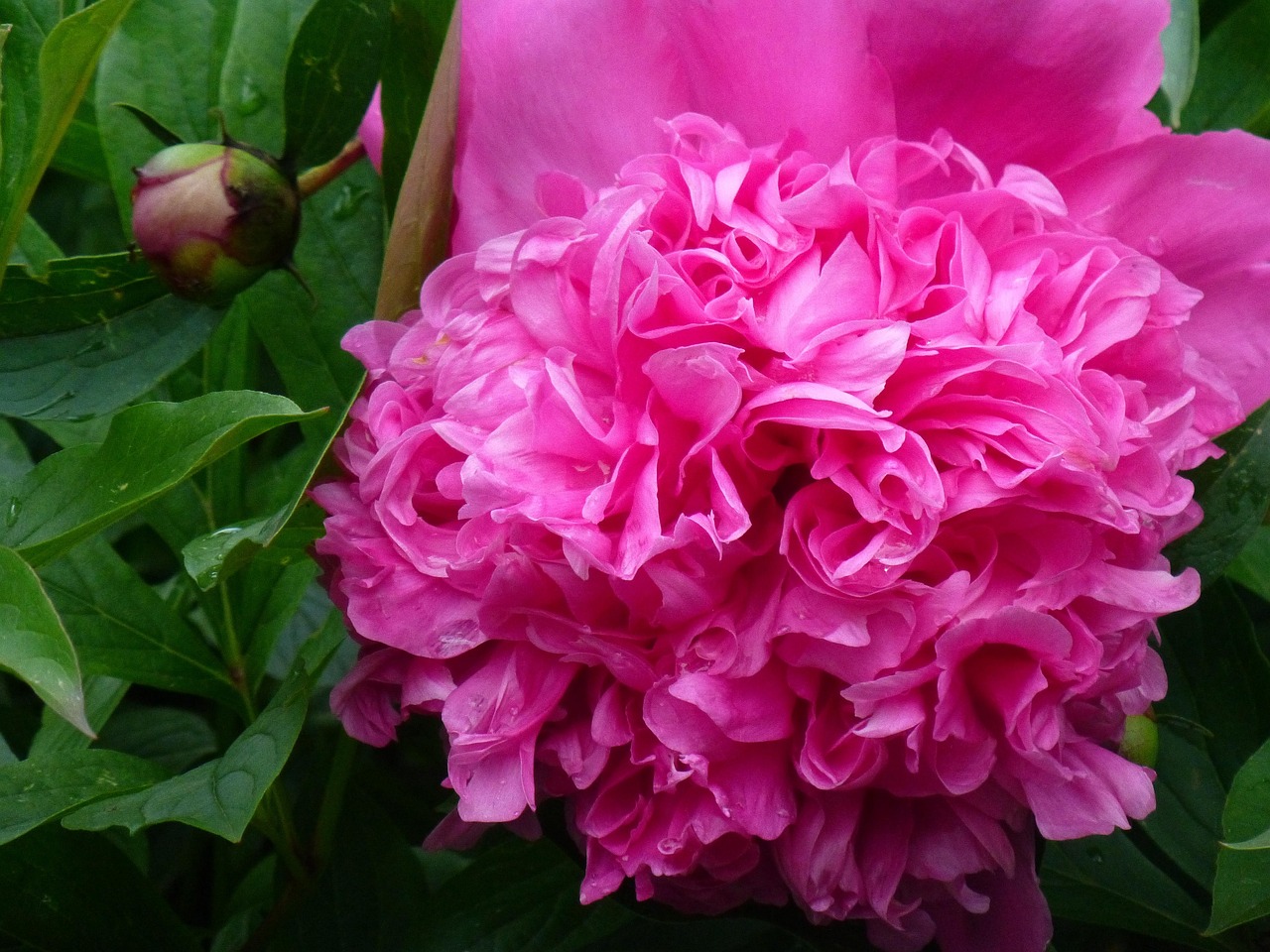 Piwonia Kwiat Flora - Darmowe zdjęcie na Pixabay - Pixabay