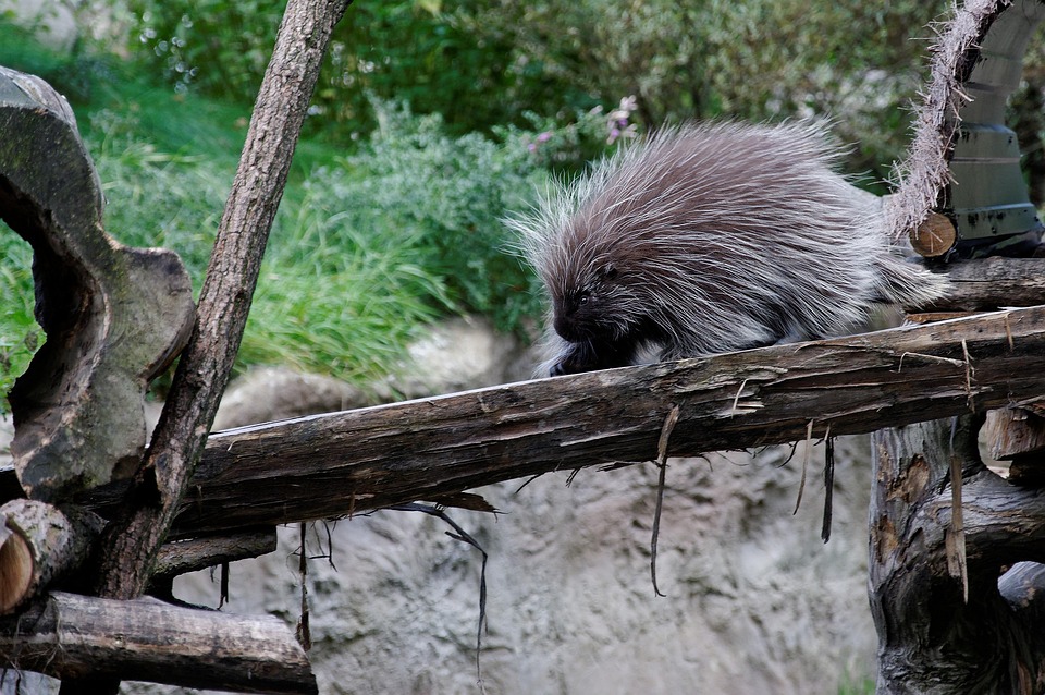 Baumstachler Stachelschwein - Kostenloses Foto auf Pixabay