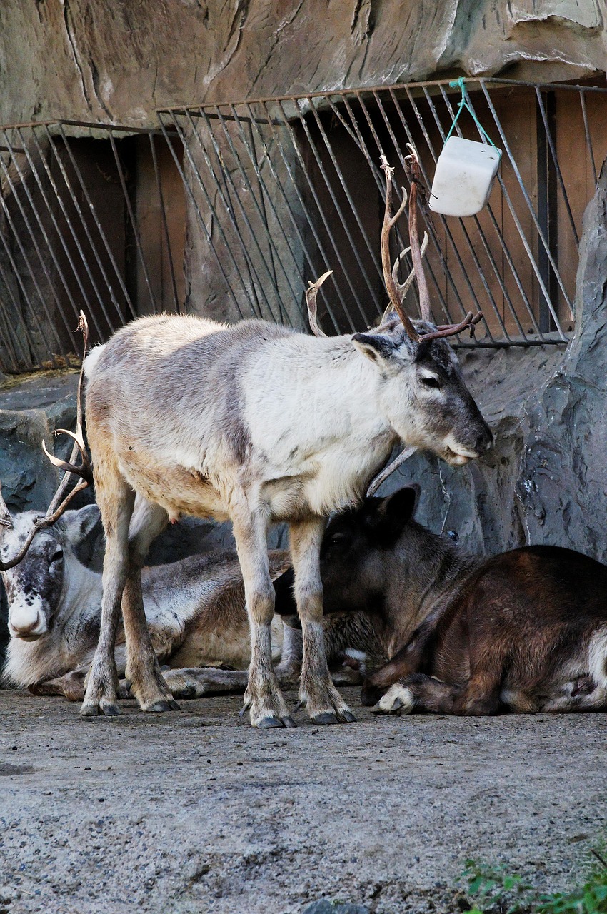 Reindeer Standing Enclosure - Free photo on Pixabay - Pixabay