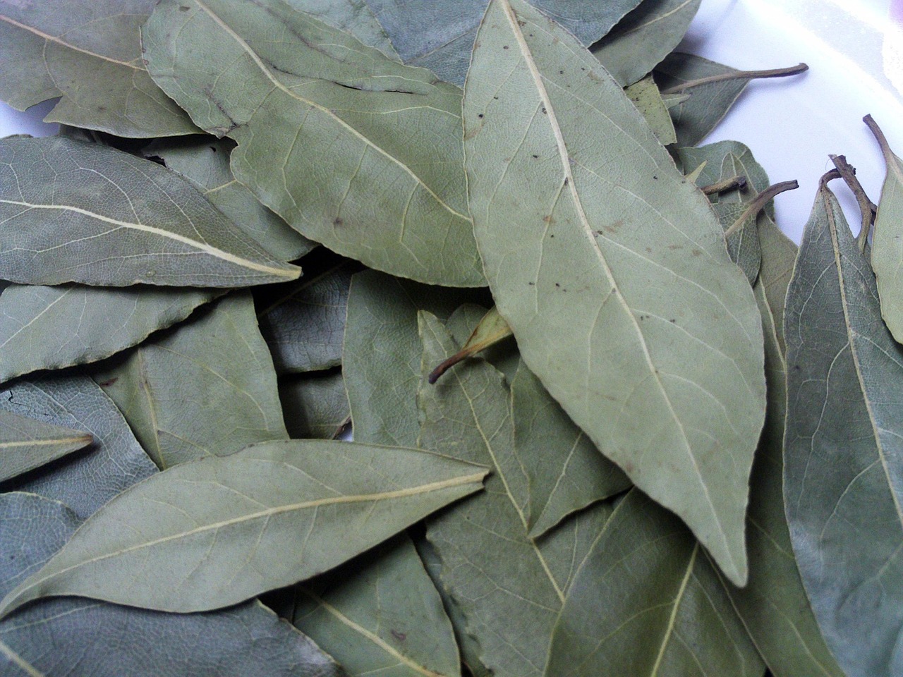 Laurel Aromatic Herbs Spices - Free photo on Pixabay