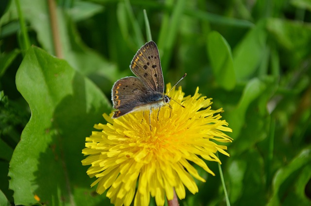 Collect Nectar Butterfly - Free photo on Pixabay - Pixabay