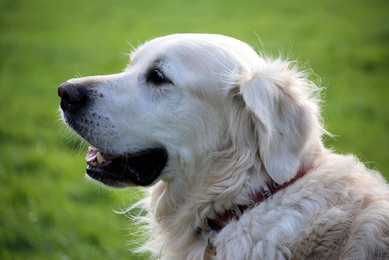 50,000+ Free Furry Dogs & Dog Images - Pixabay