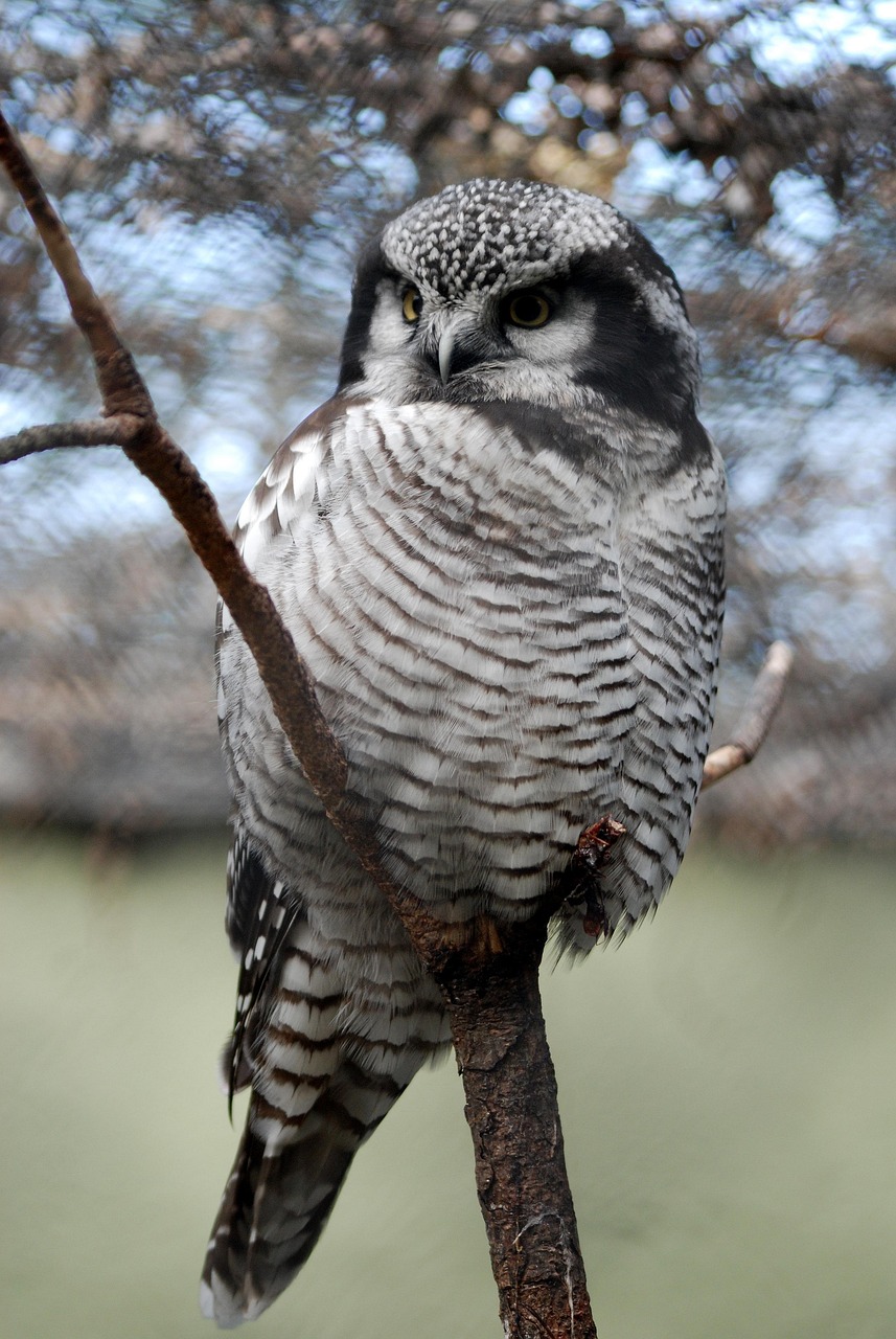 Owl Wildlife Close-Up - Free photo on Pixabay - Pixabay
