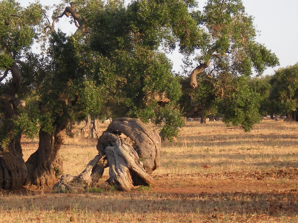 Olive Tree Trees - Free photo on Pixabay - Pixabay