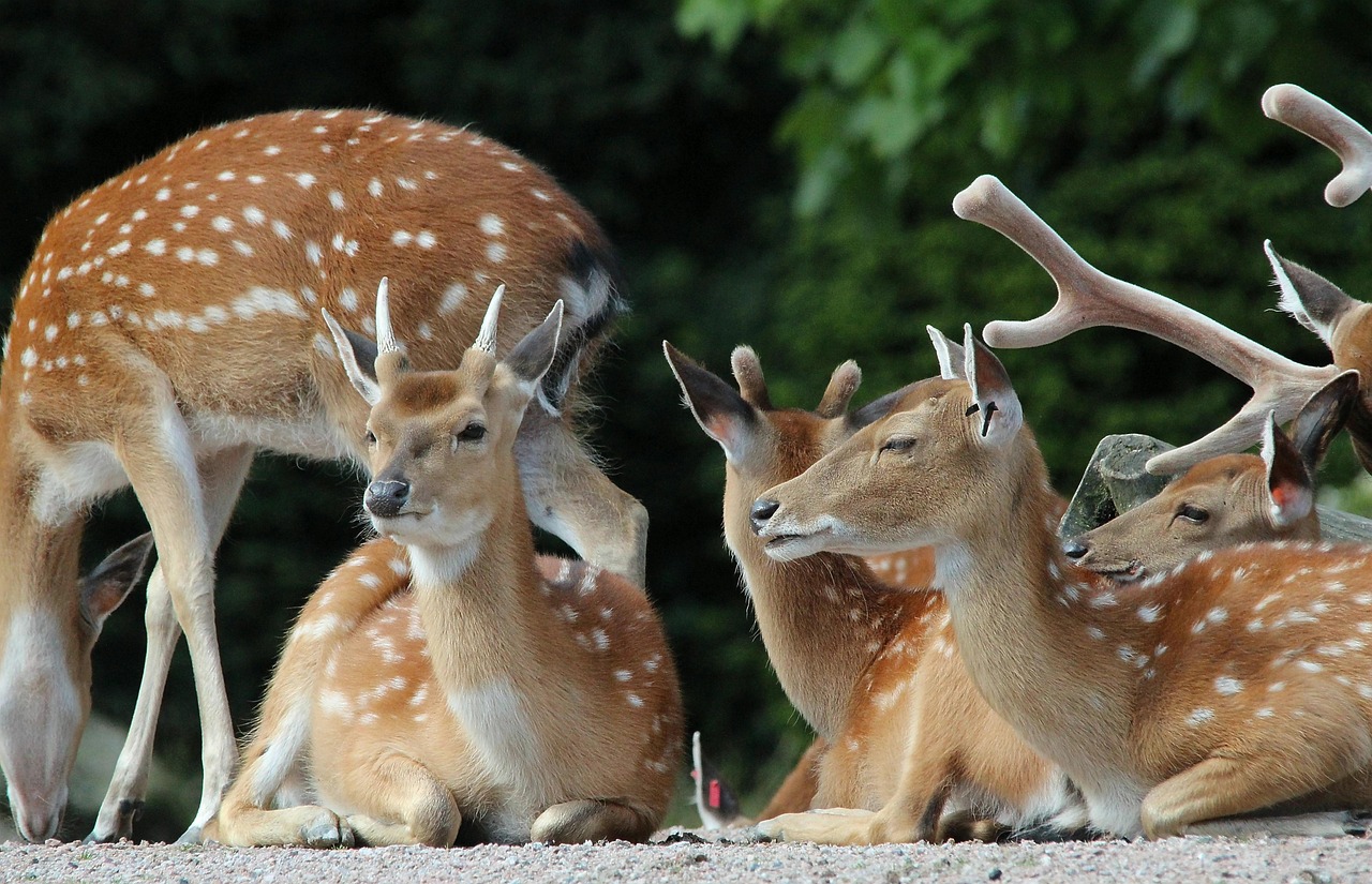 Fallow Deer Pair Of Ungulates - Free photo on Pixabay - Pixabay