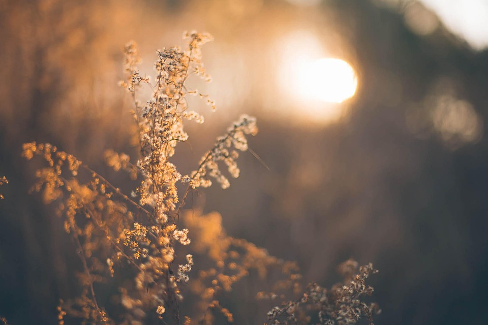 Herbage Pasture Grass - Free photo on Pixabay - Pixabay