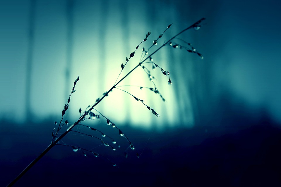 Herbage Pasture Grass - Free photo on Pixabay - Pixabay