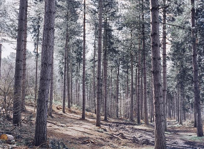 Nadelwald Bilder - Kostenlose Bilder herunterladen - Pixabay