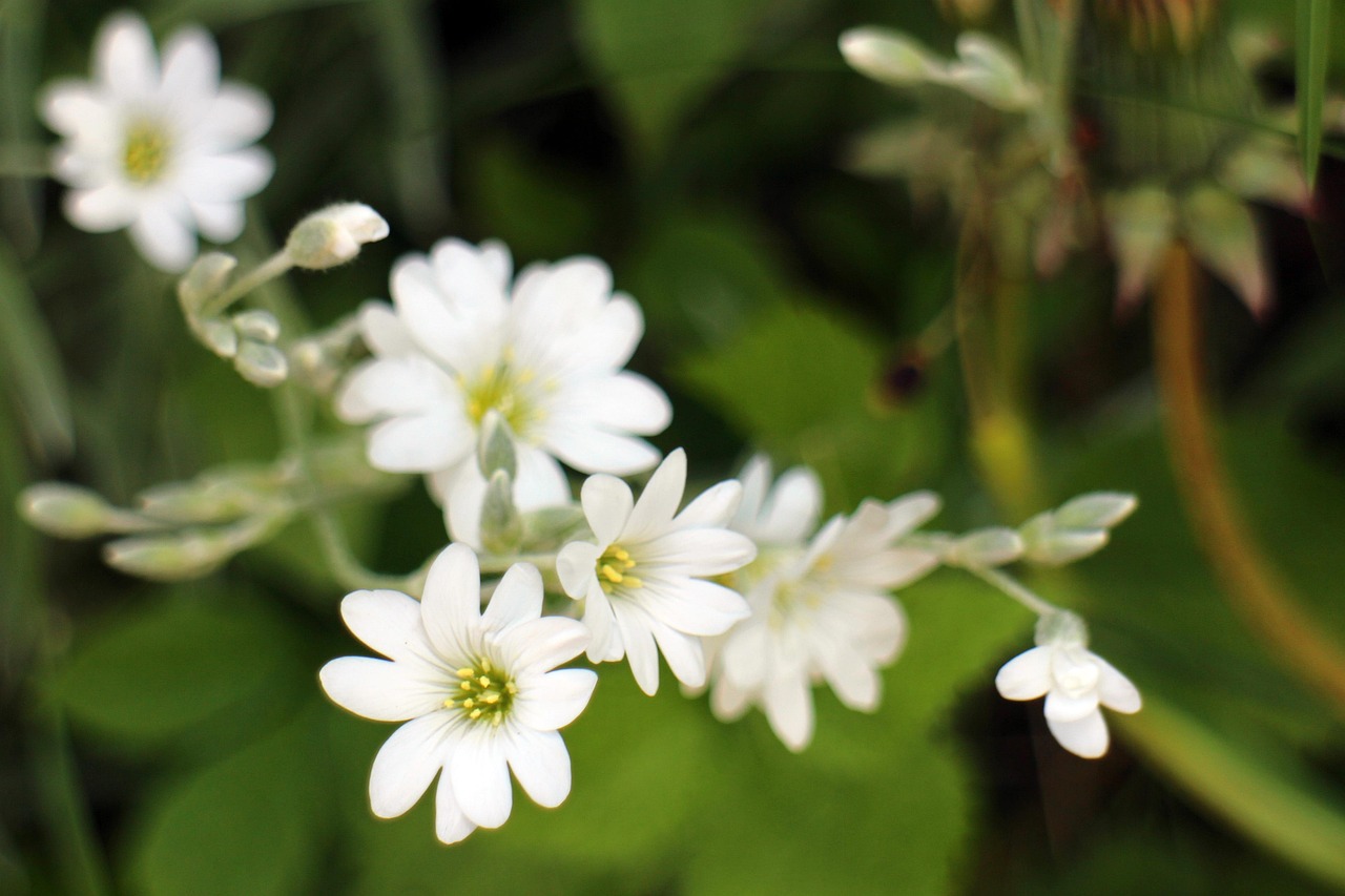 3+ Free ทุ่งฮอร์นเวิร์ต & Bloom Images - Pixabay