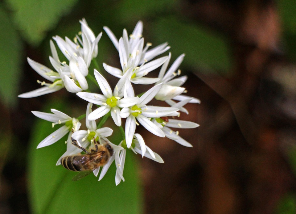 Wild Garlic Blossom Bloom - Free photo on Pixabay - Pixabay