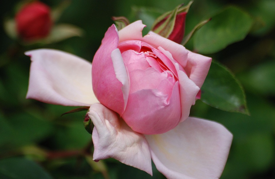 Rose Fleur Bloom - Photo gratuite sur Pixabay - Pixabay