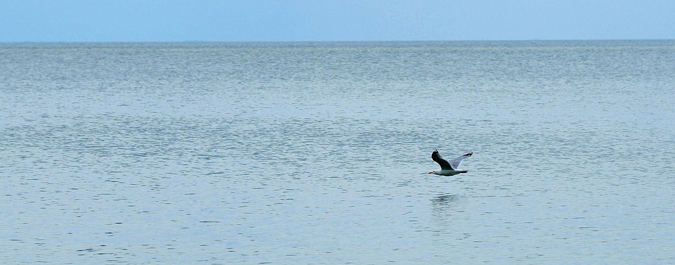 Water Bird Flight - Free photo on Pixabay - Pixabay