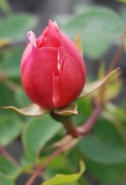 Rose Knospe Blume - Kostenloses Foto auf Pixabay