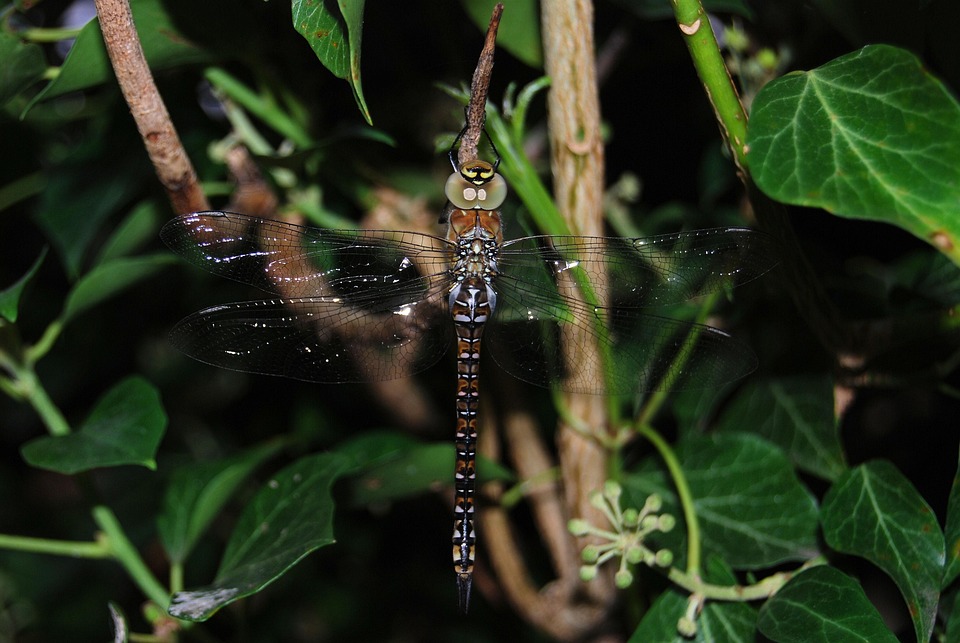 Dragonfly Aeshna Mixta Wings - Free photo on Pixabay - Pixabay