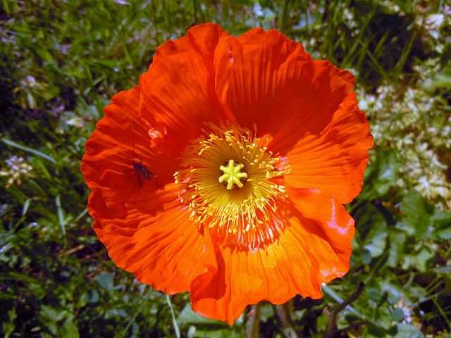 300+ Free Orange Poppy & Poppy Images - Pixabay