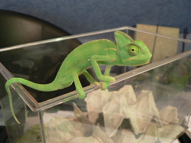Chameleon Animal Yemen Helmeted - Free photo on Pixabay