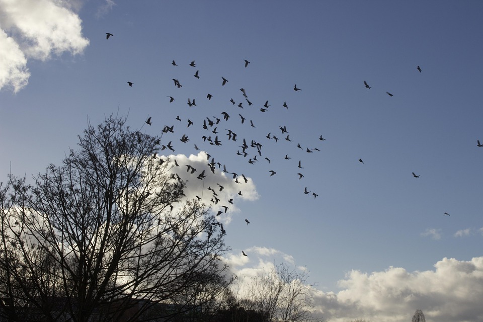 Birds Flight Tree - Free photo on Pixabay - Pixabay