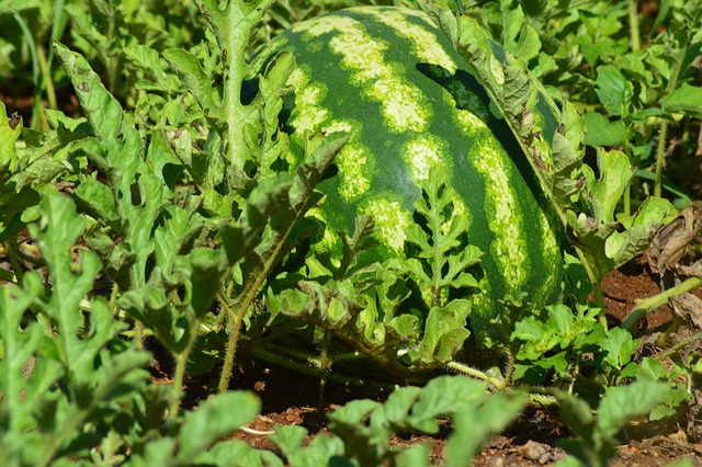Watermelon Fruit Vegetable Garden - Free photo on Pixabay