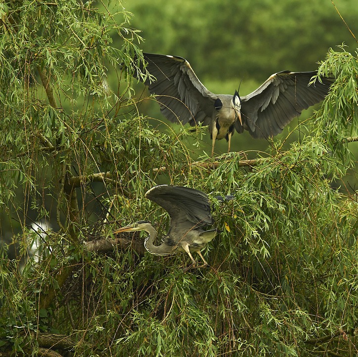 Heron Tree Plumage Leaves - Free photo on Pixabay - Pixabay