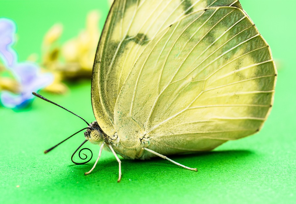 Papillon - Photo gratuite sur Pixabay - Pixabay